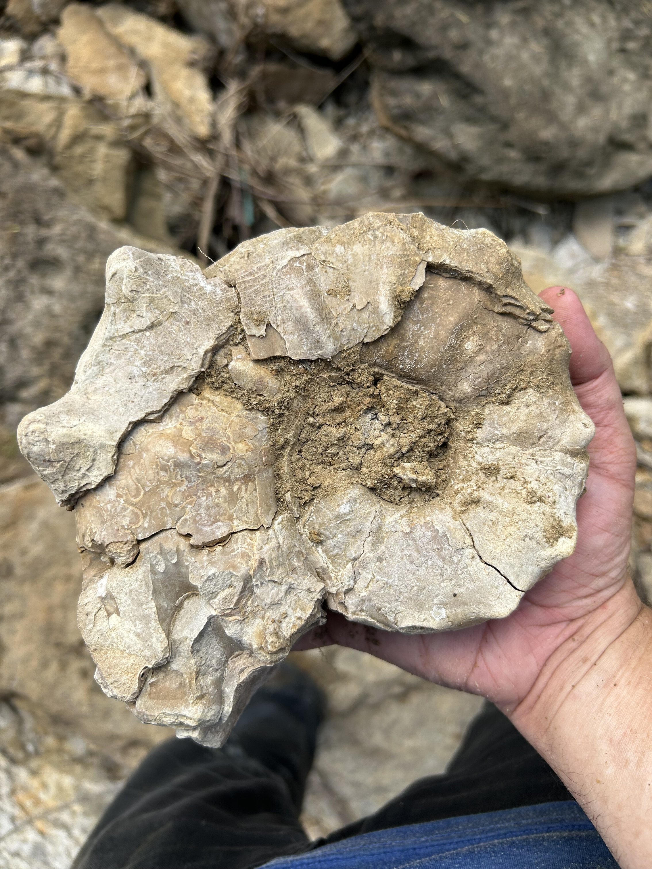 Home page DFW Fossils